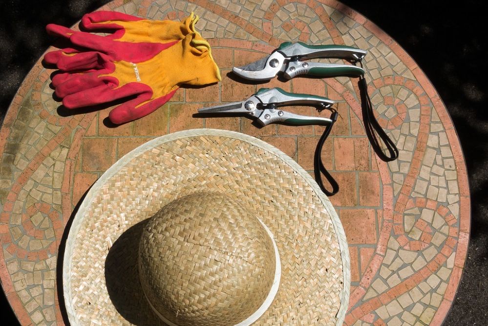 How to Properly Prune Your Tomato Plants