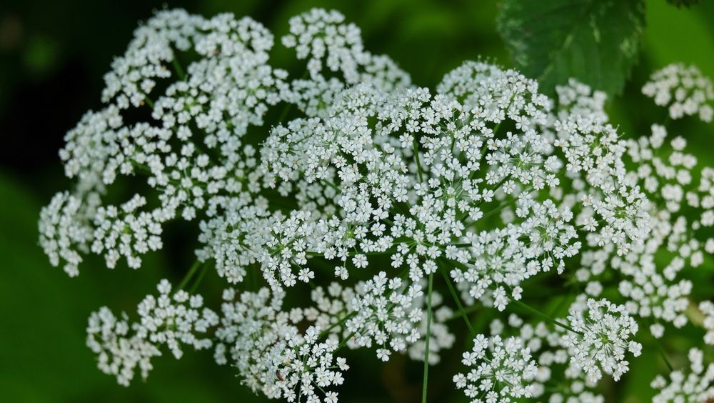 7 Beneficial Weeds You'll Want to Keep in Your Garden