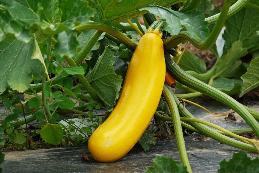 How to Fertilize Your Squash Plants