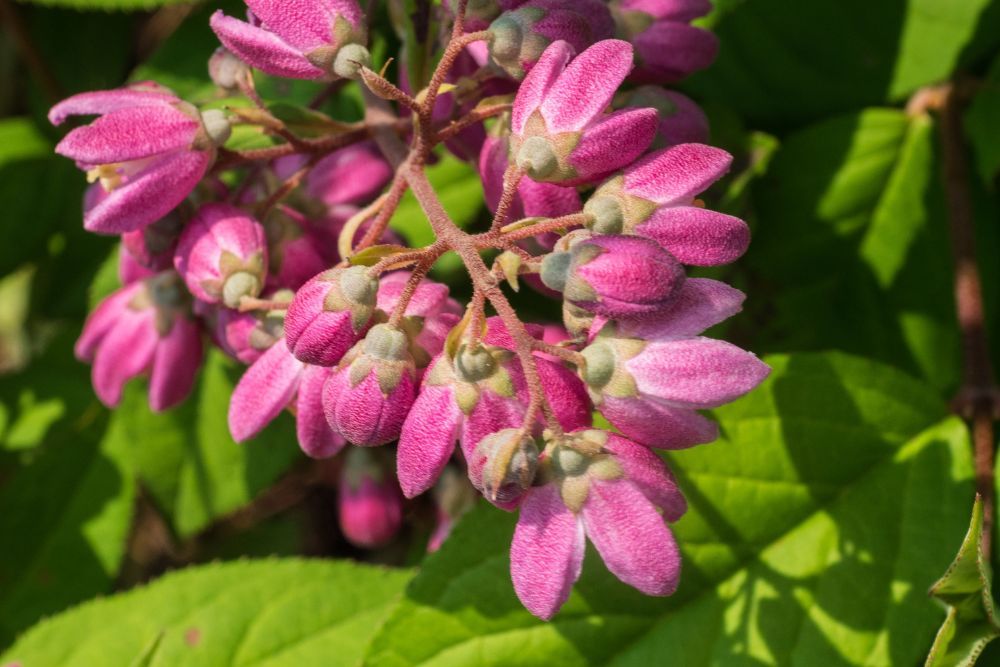 6 Lilac Varieties Perfect For Your Landscape