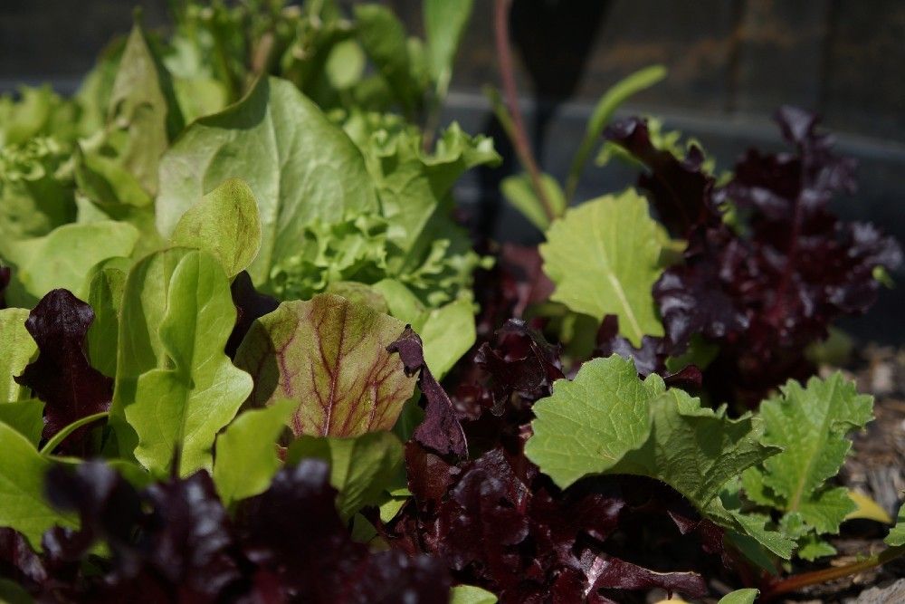 How to Grow Lettuce in Containers