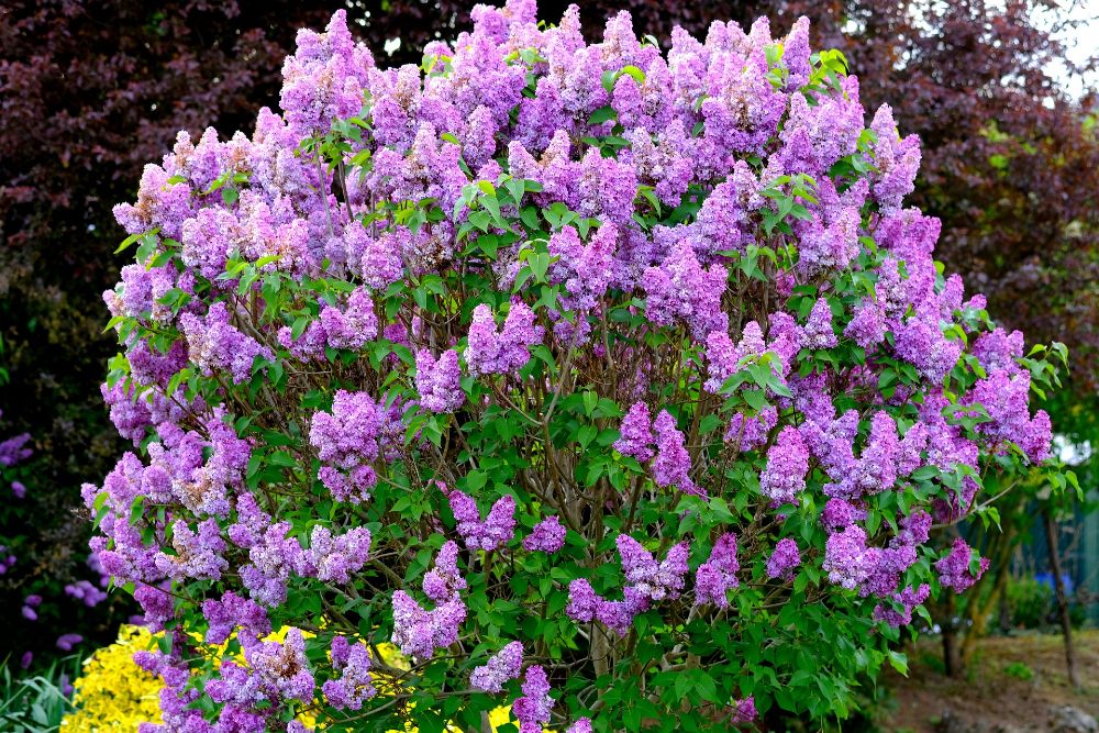 When To Plant Lilac Bushes