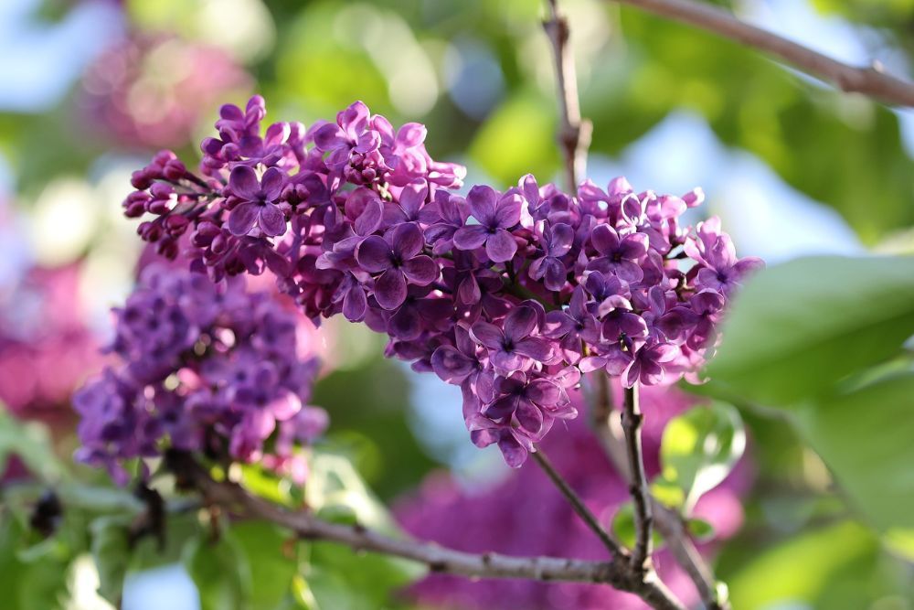 When To Plant Lilac Bushes