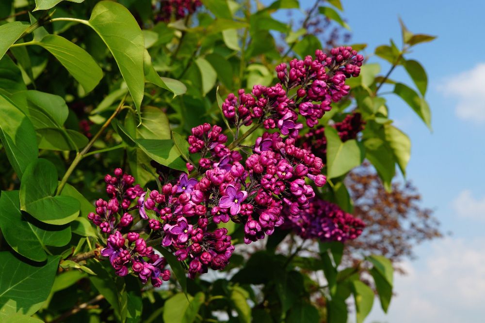 How Often to Water Your Lilac Bushes?