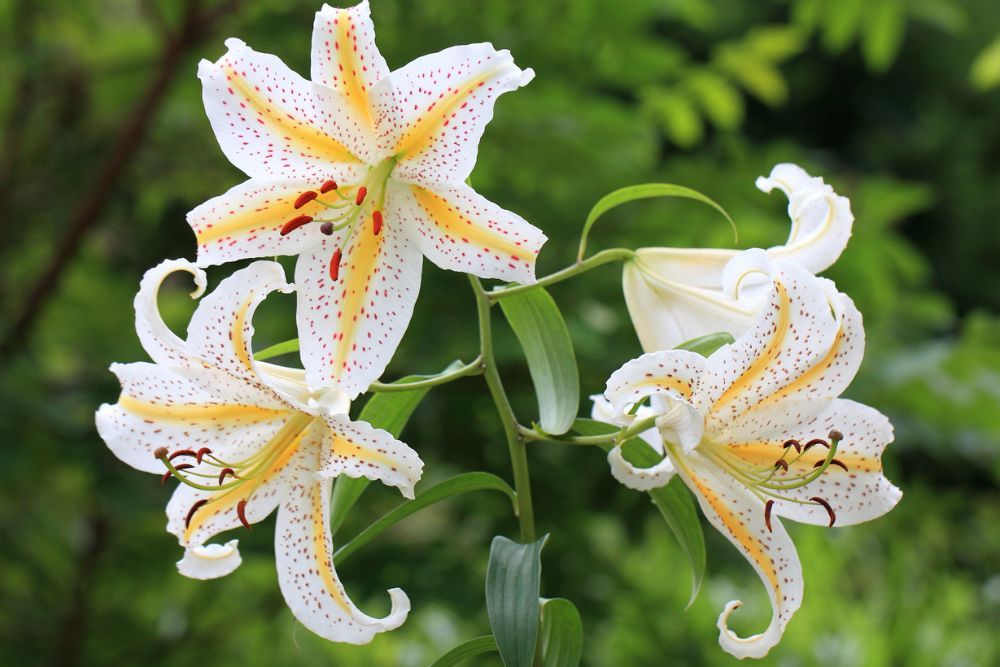 5 Best Lilies To Grow in Containers