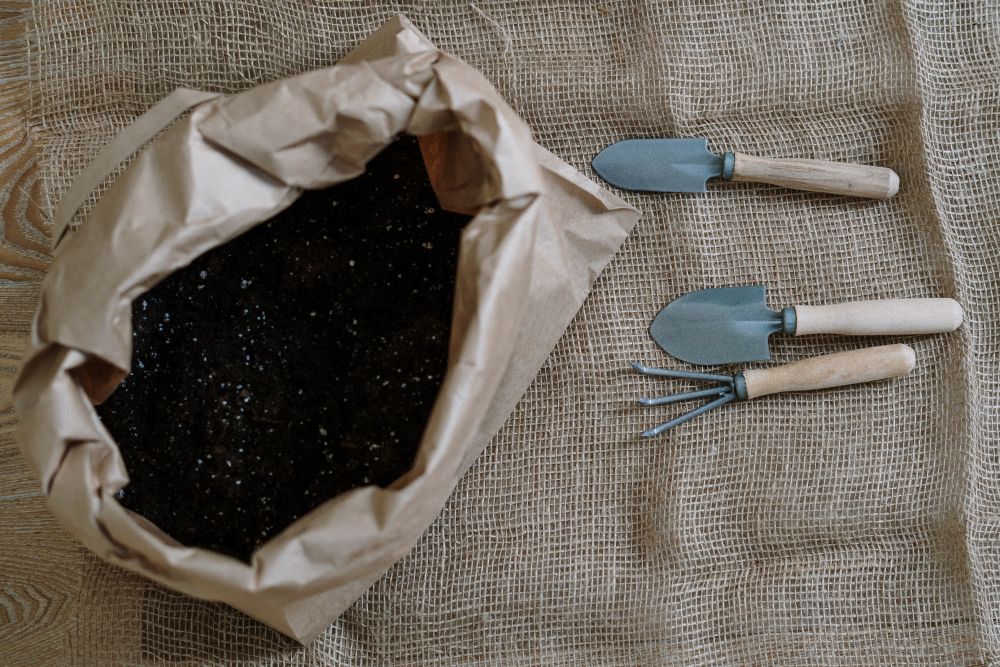 How to Grow Corn in Your Home Garden