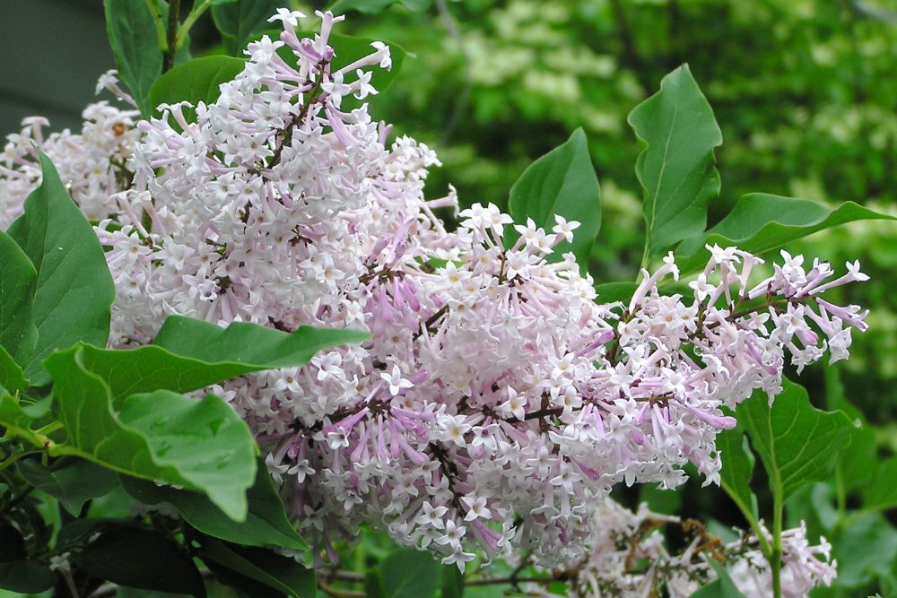 6 Lilac Varieties Perfect For Your Landscape