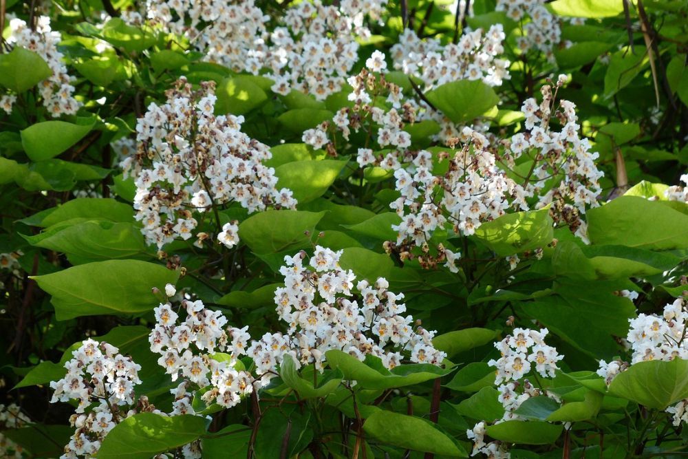 6 Best Fast-Growing Flowering Trees For Your Landscape