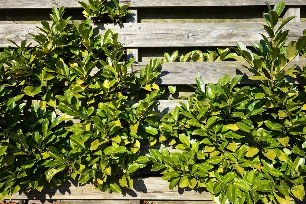 How to Properly Prune Boxwood Shrubs
