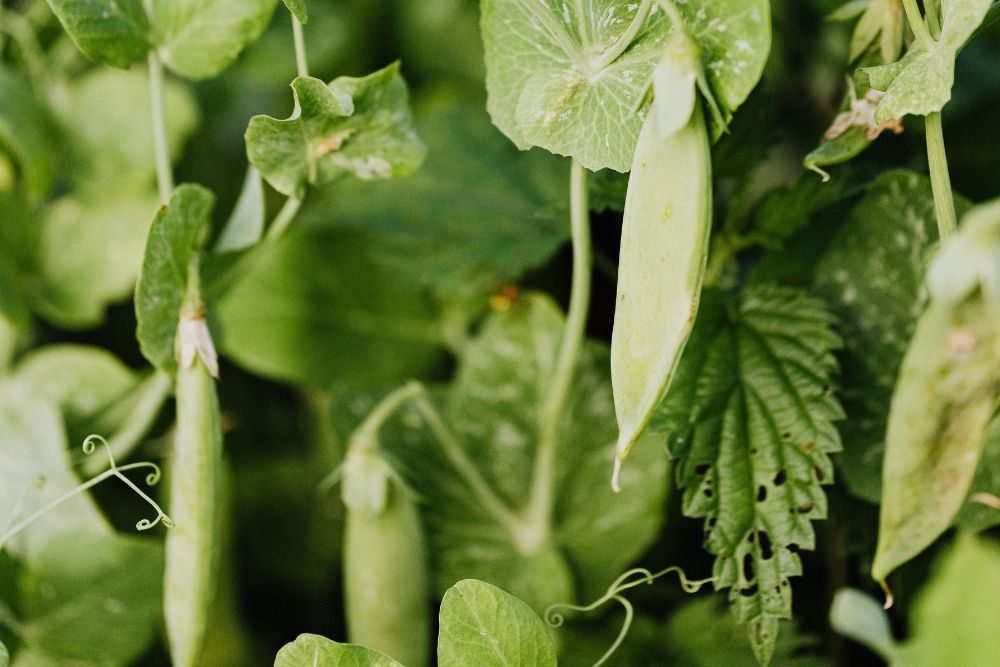 5 Best Companion Plants for Spinach