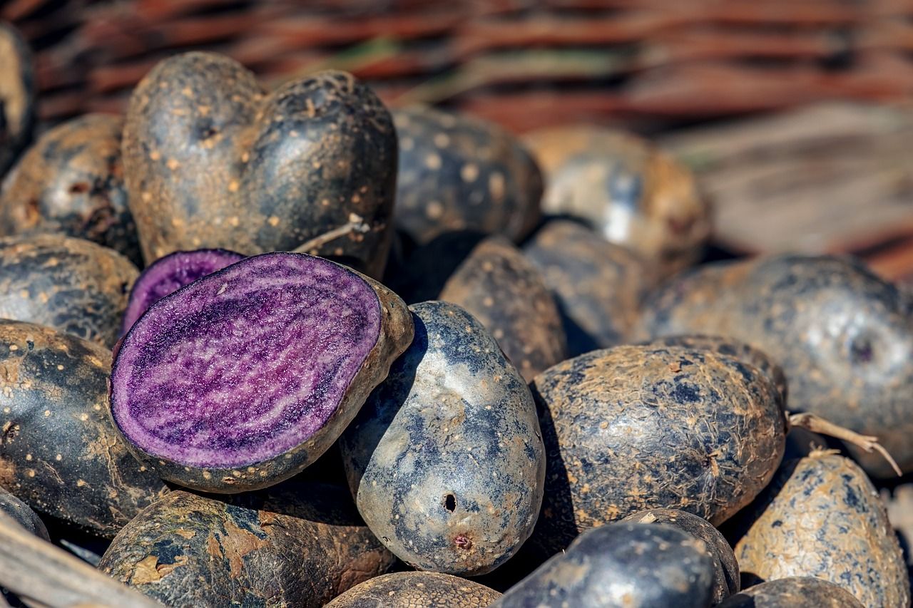 6 Types of Purple and Blue Potatoes to Grow in Your Garden