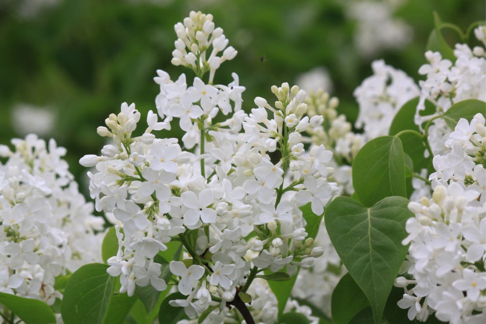 6 Lilac Varieties Perfect For Your Landscape