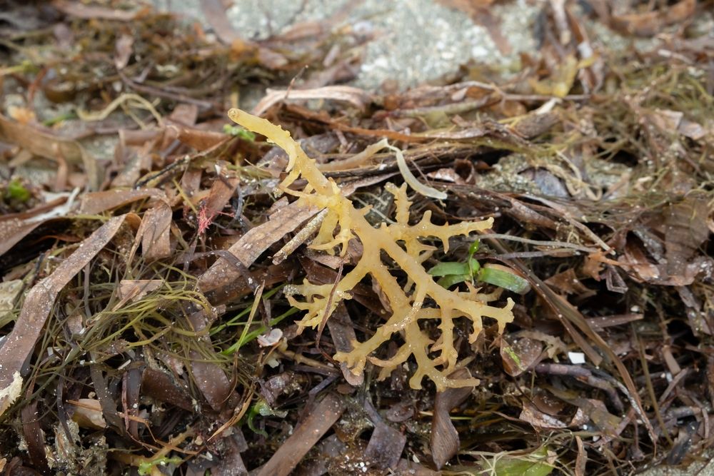 7 Best Fertilizers for Your Vegetable Garden