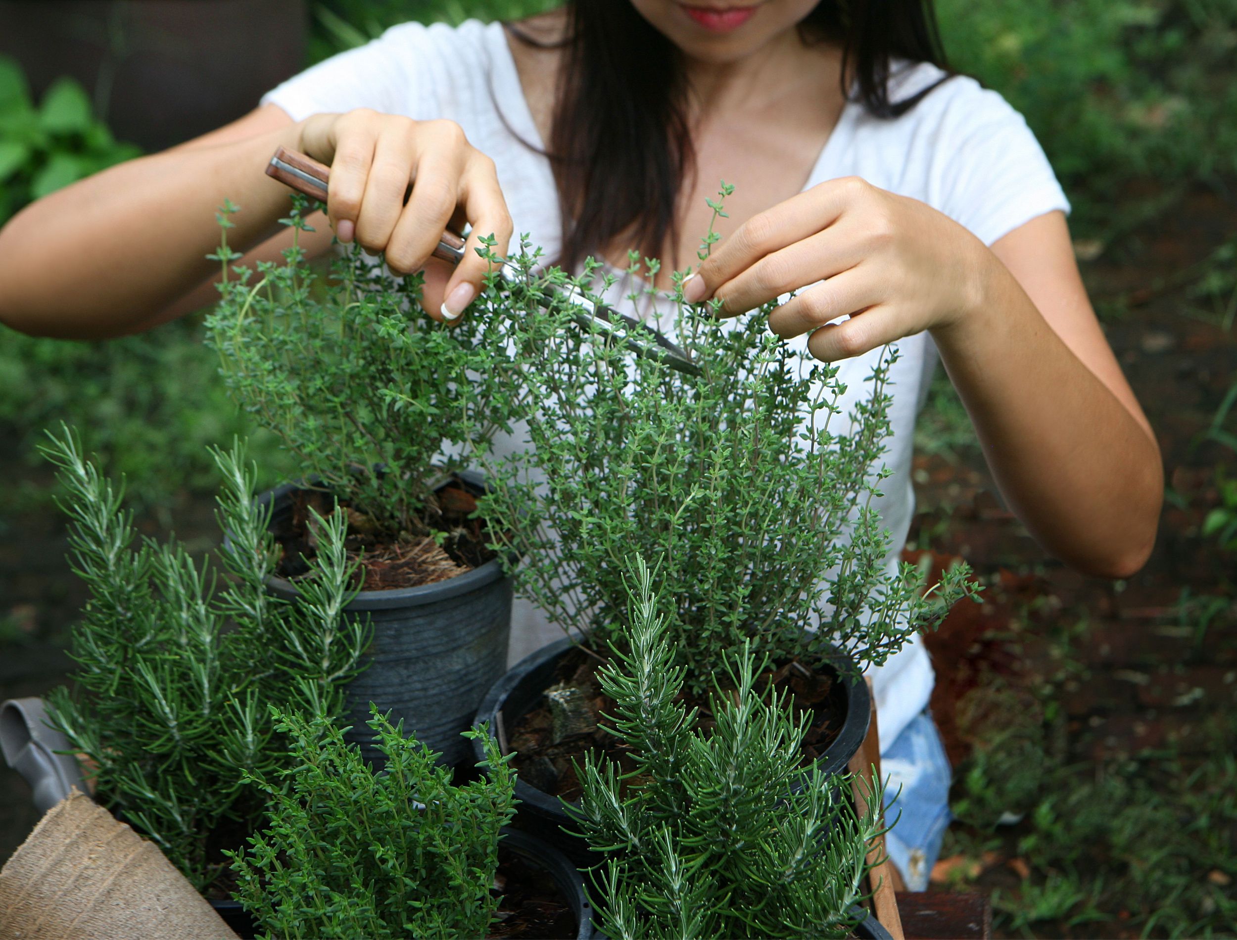 How to Prune Your Rosemary Bush