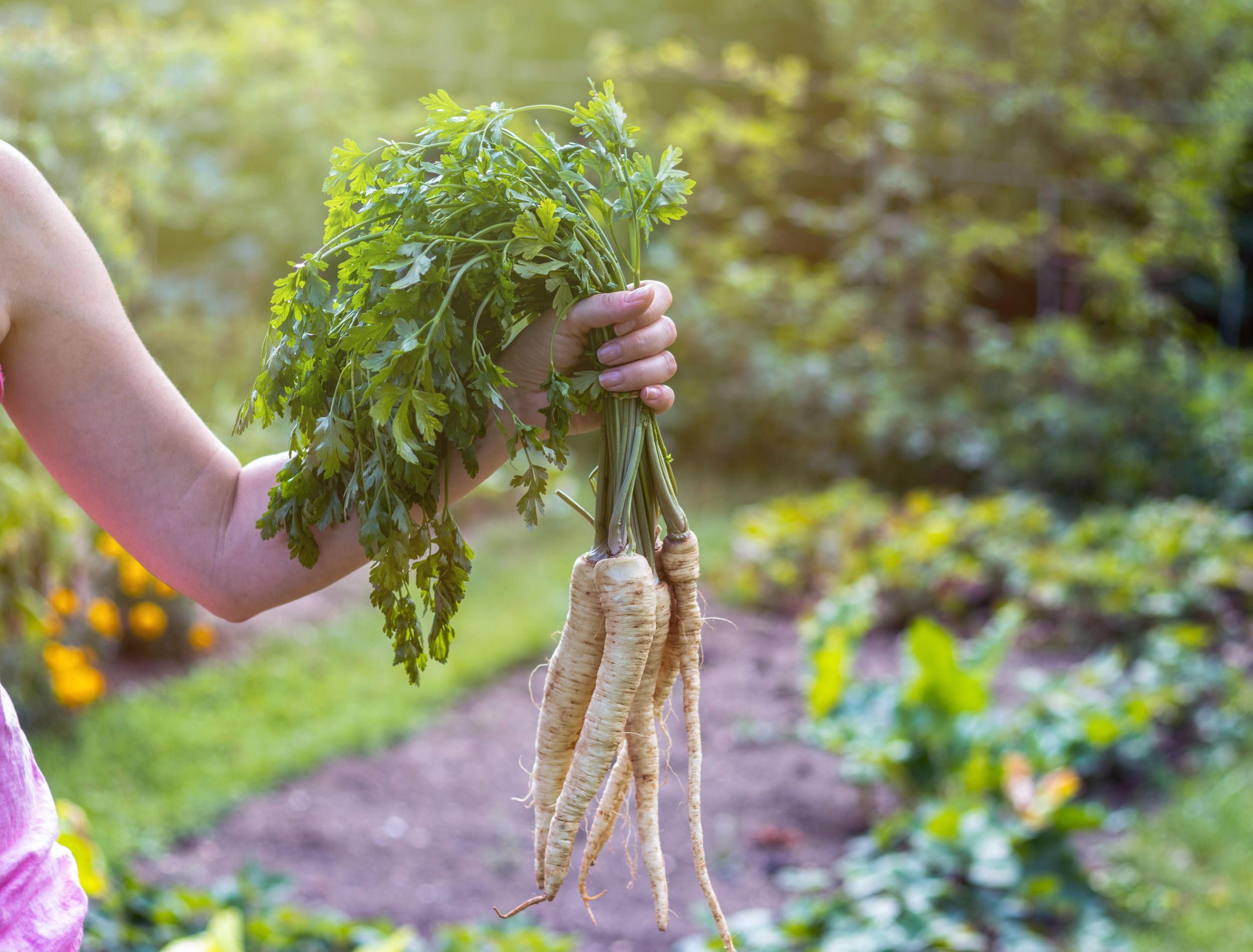 How to Grow Parsnips in Your Garden