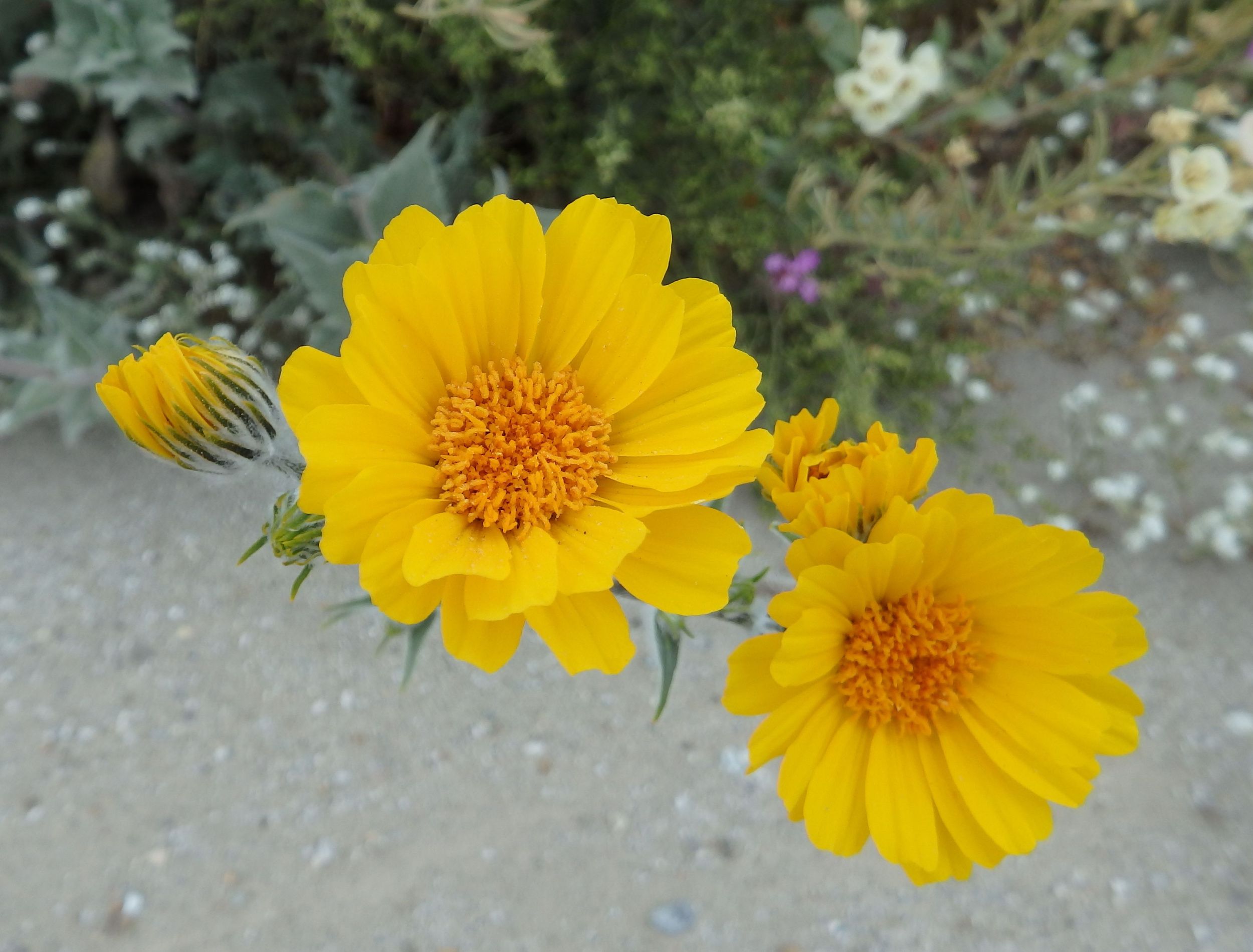 7 Drought-Tolerant Shrubs for Your Landscape