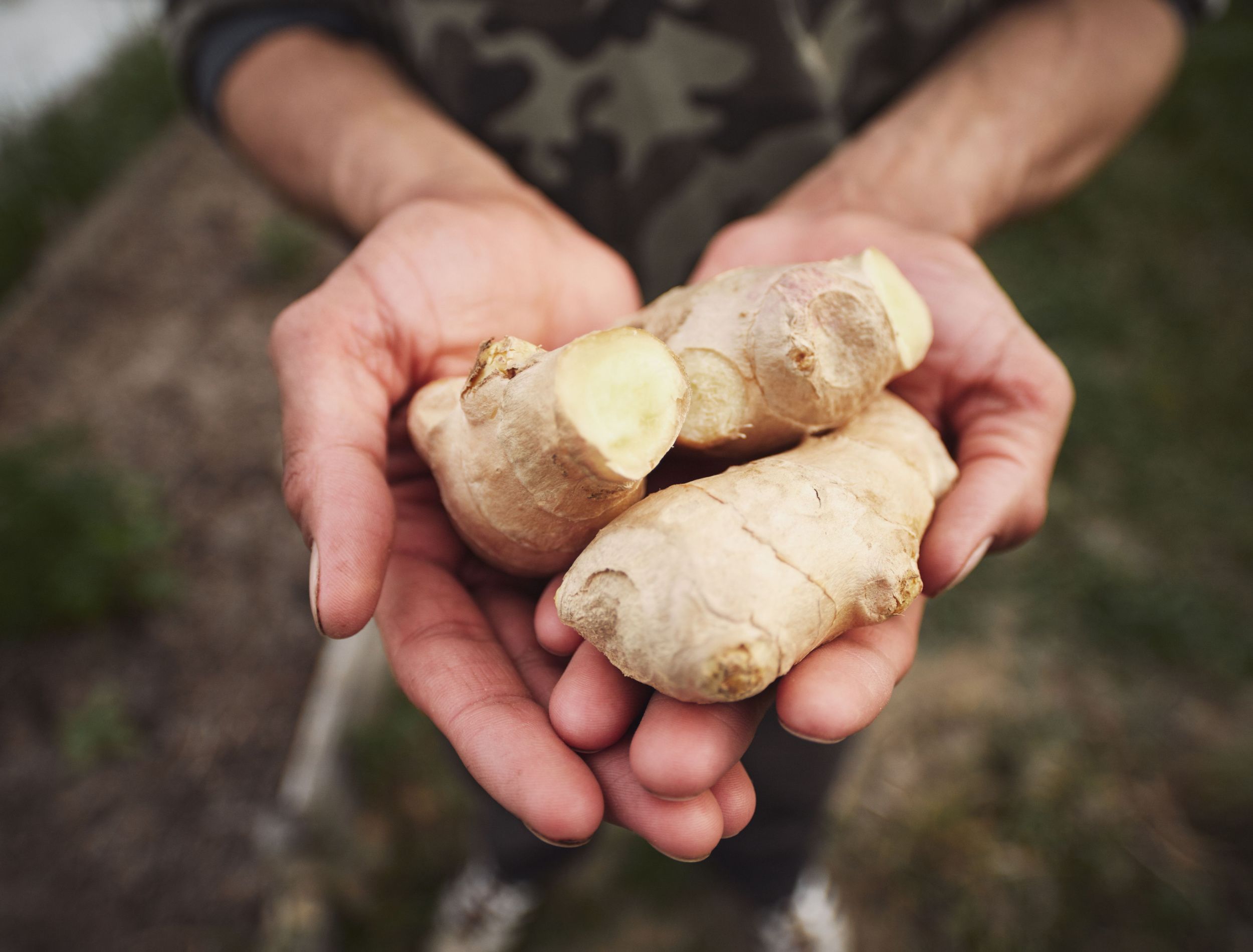 How to Grow Ginger From Ginger