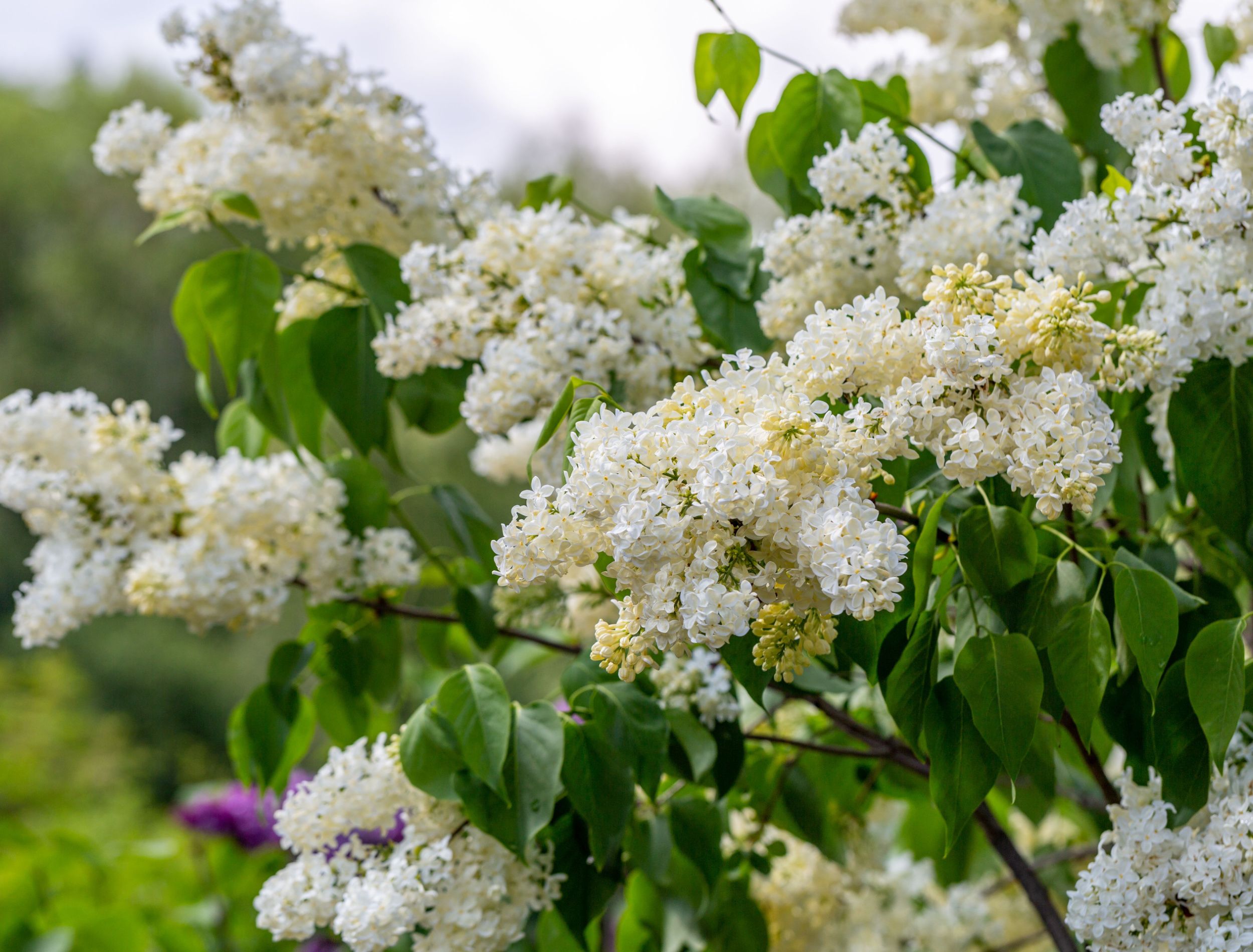 6 Lilac Varieties Perfect For Your Landscape