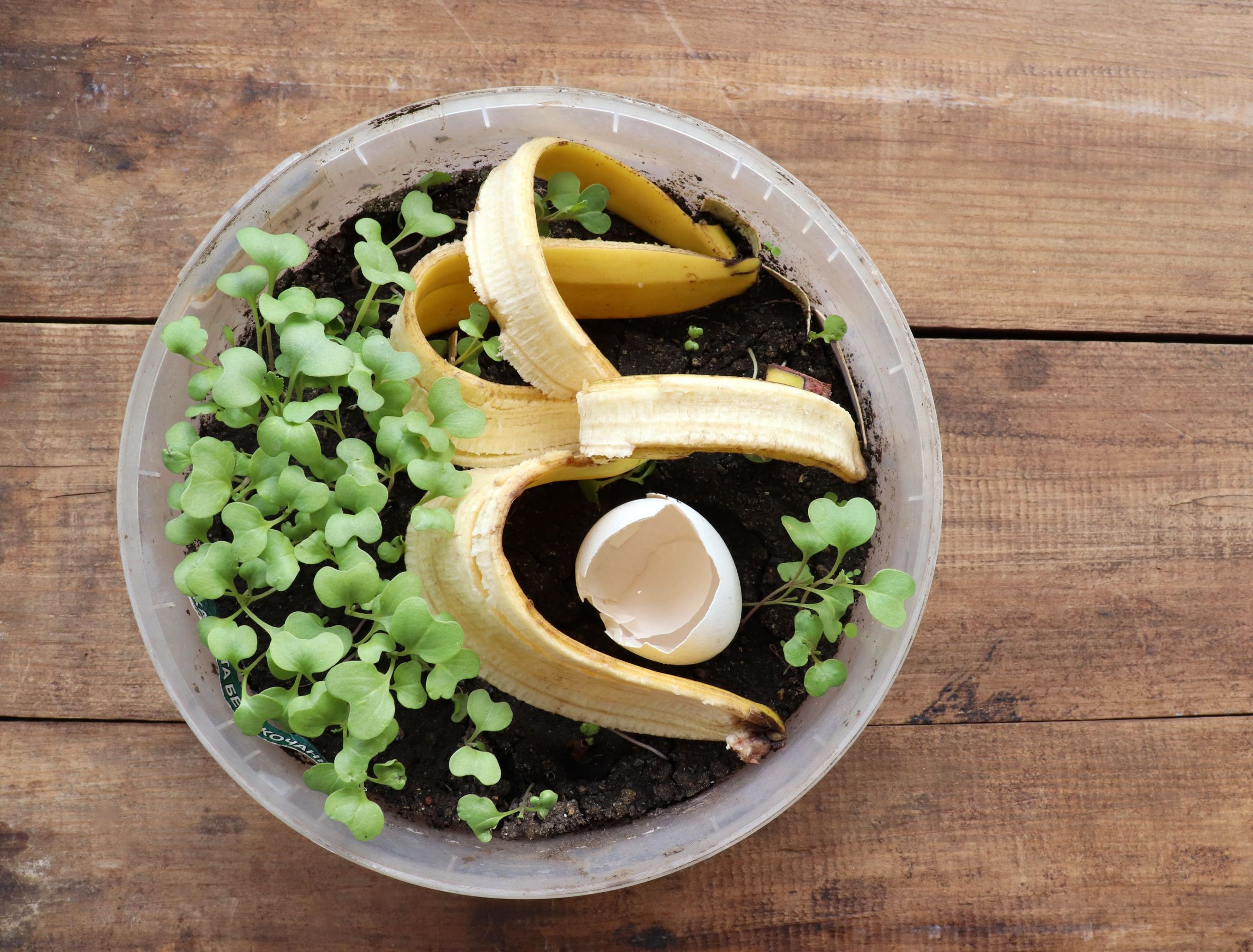 Gardening on a Budget: How to Make Your Own Plant Fertilizer