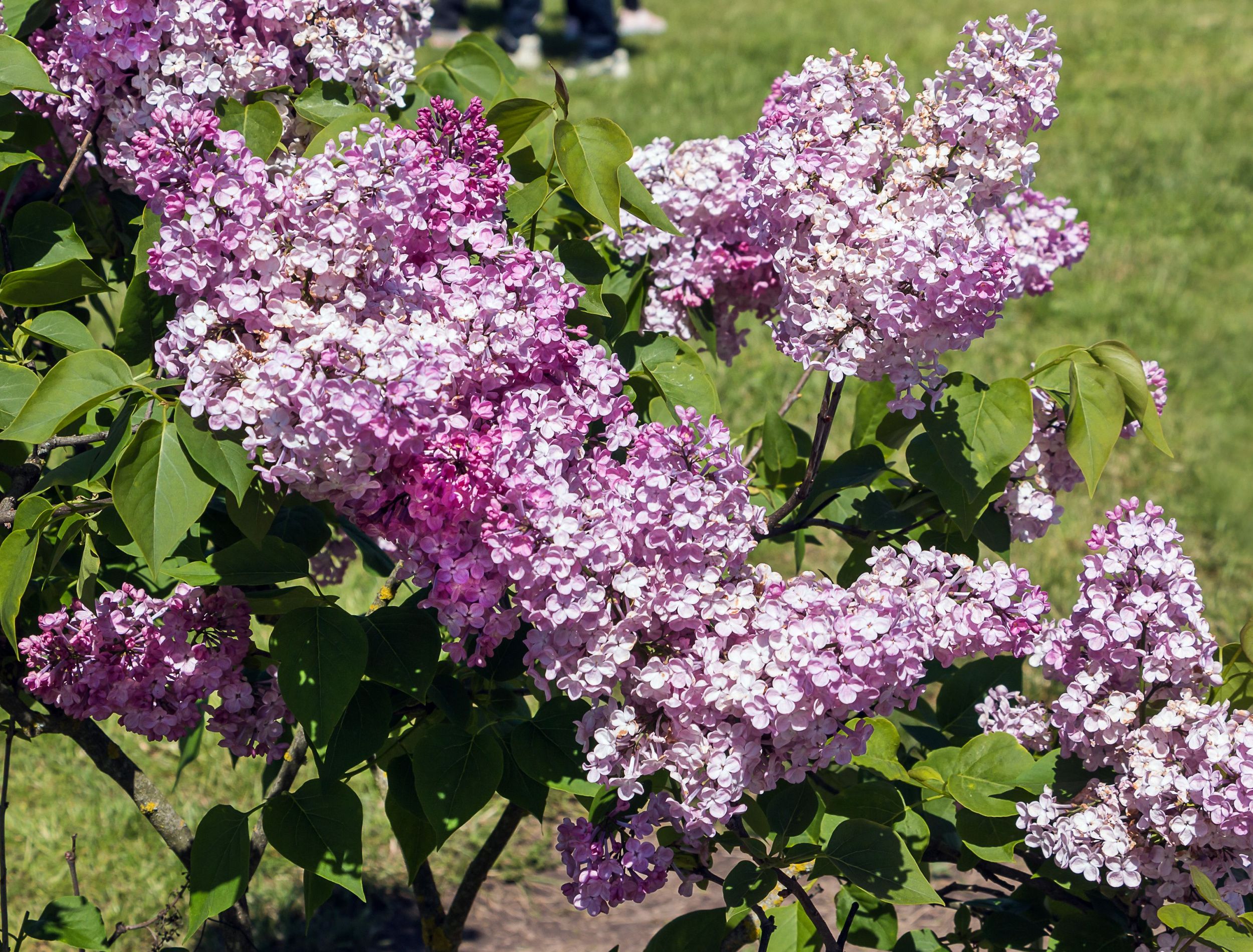 6 Lilac Varieties Perfect For Your Landscape