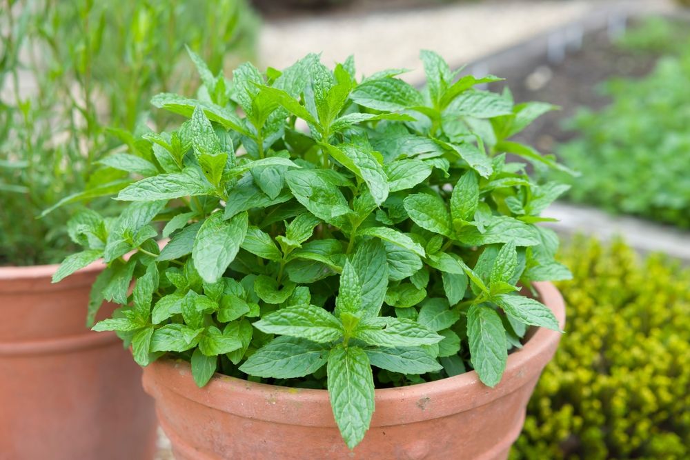 5 Best Plants That Repel Ticks