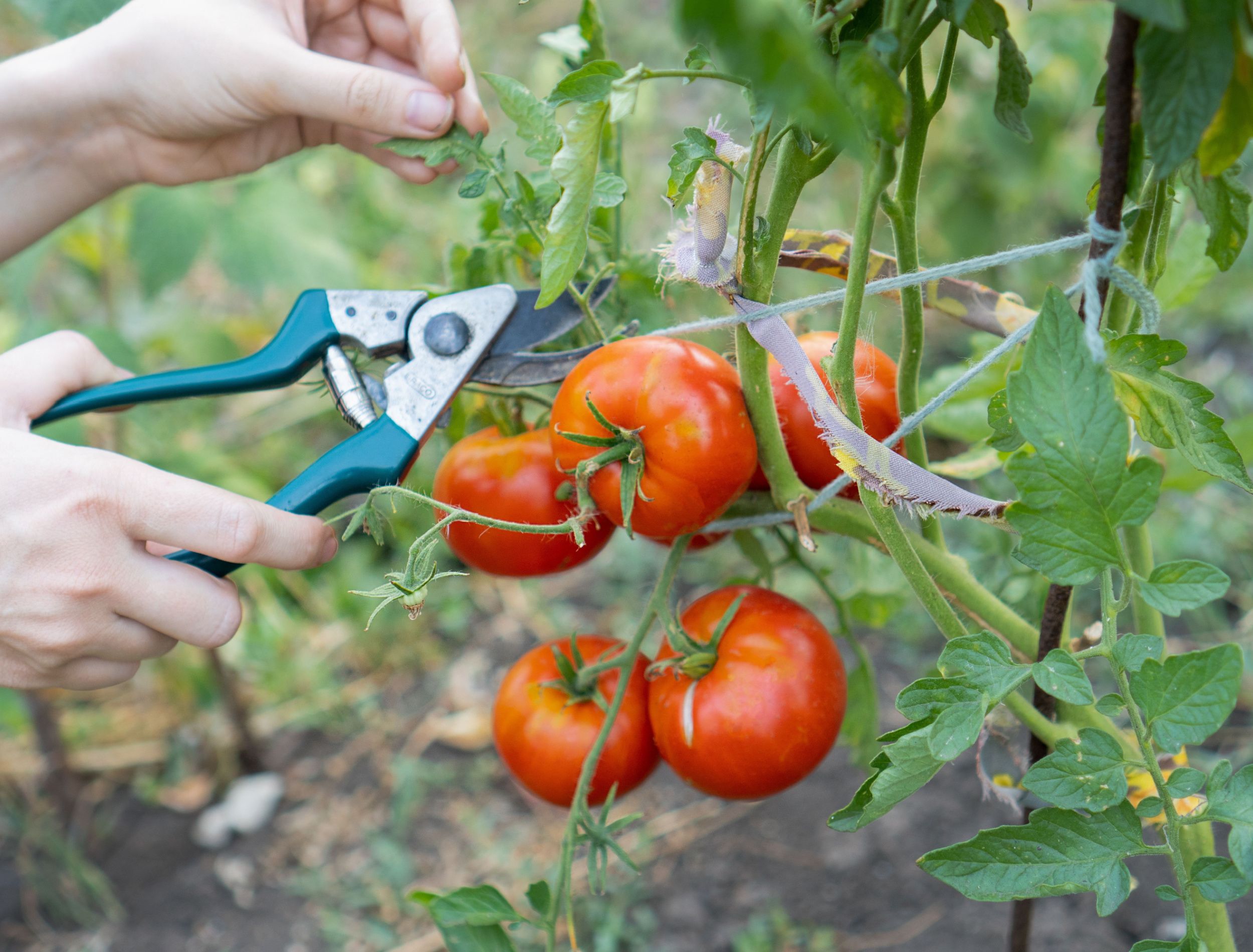 The Best Time to Prune Your Tomato Plants
