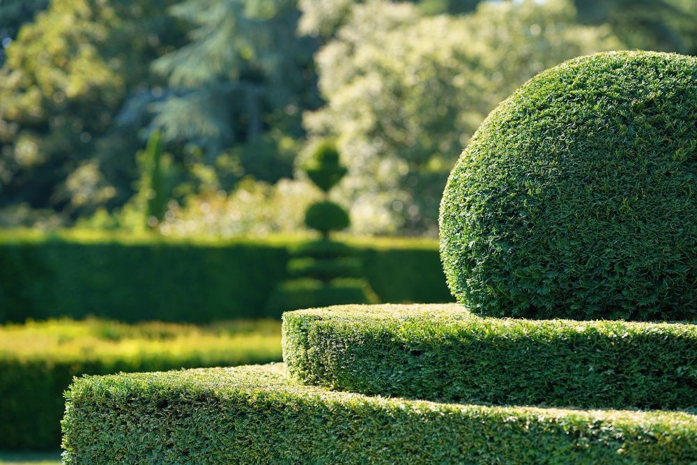 How to Properly Prune Boxwood Shrubs