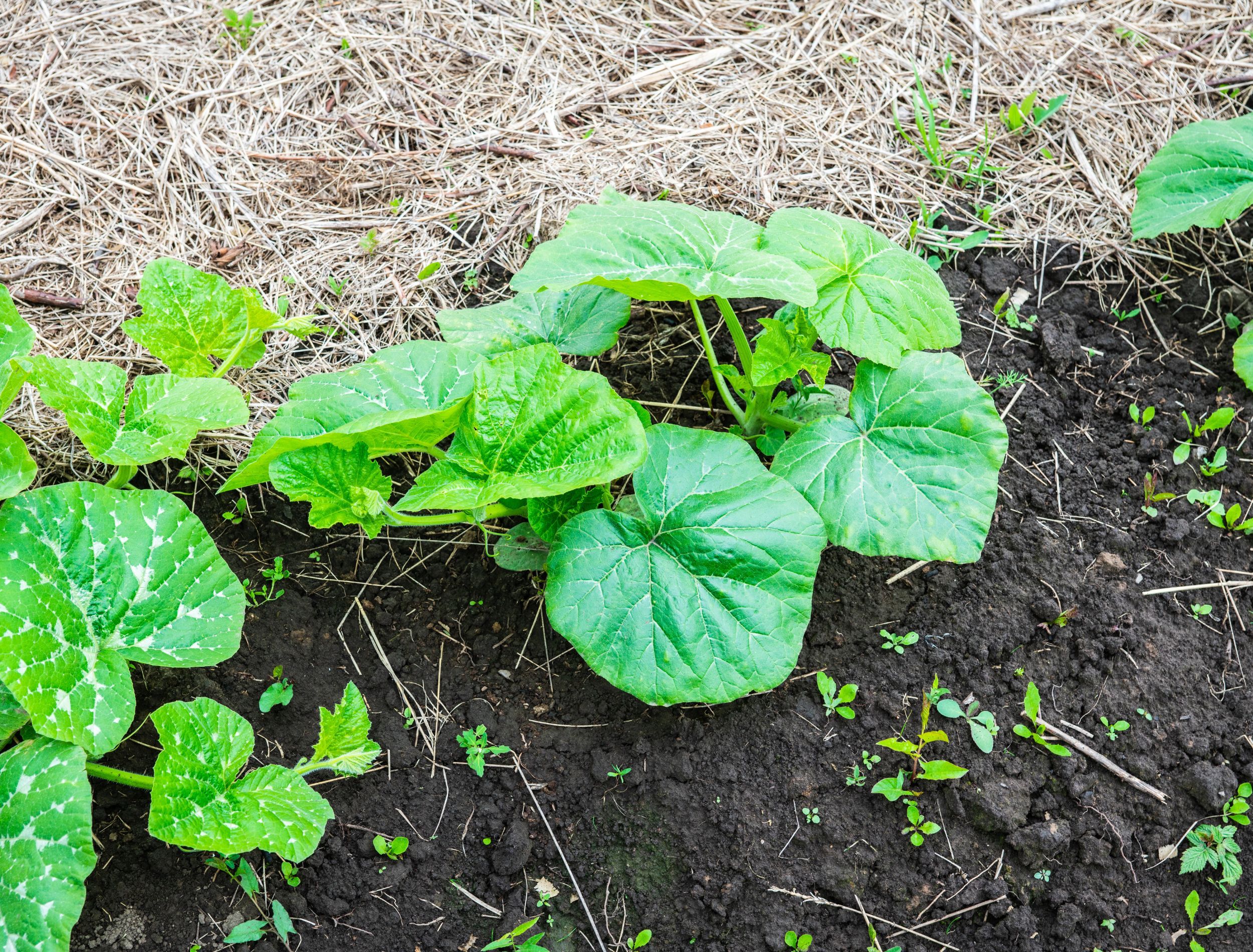 8 Reasons to Mulch Around Your Squash Plants