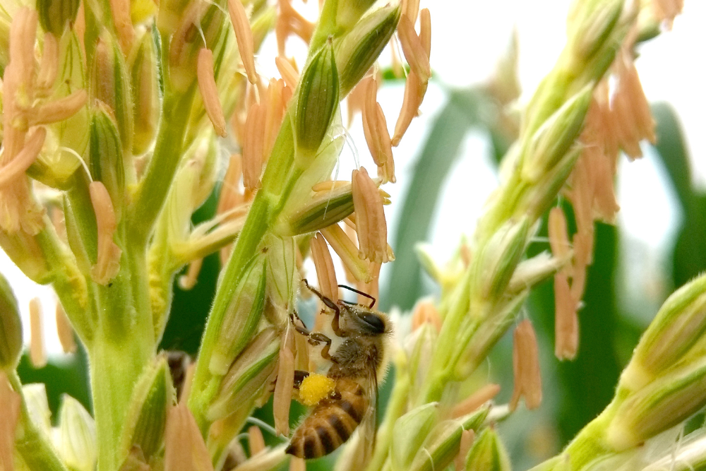 4 Vegetables and Fruits You Should Hand Pollinate