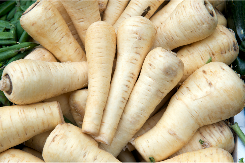 How to Grow Parsnips in Your Garden