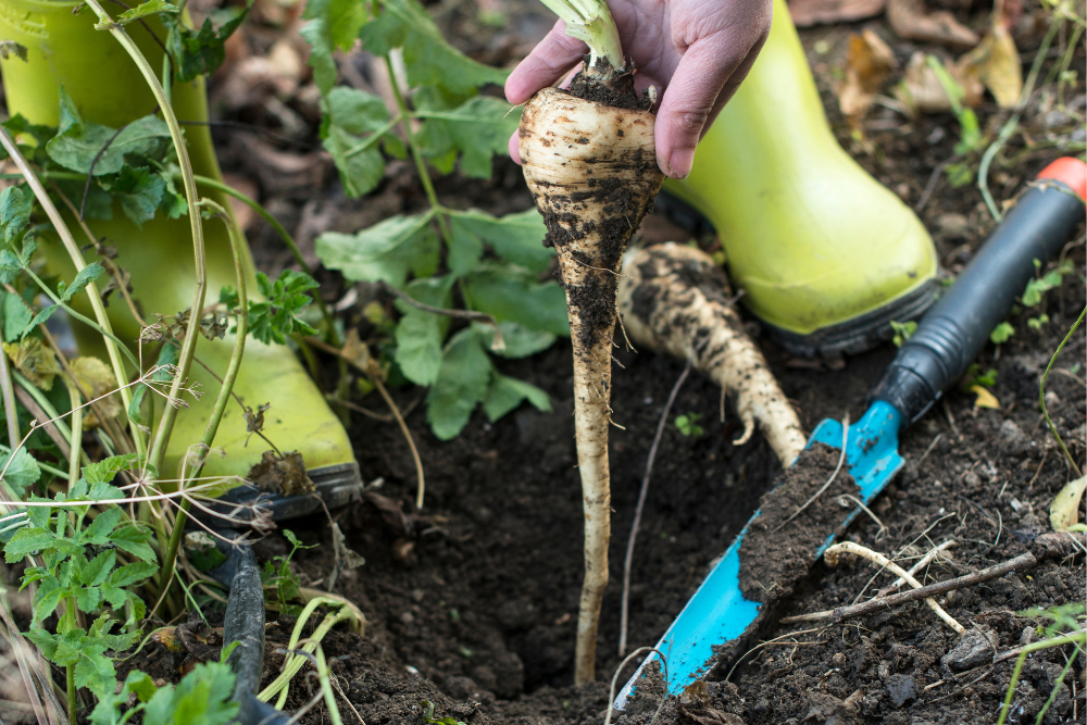 How to Grow Parsnips in Your Garden