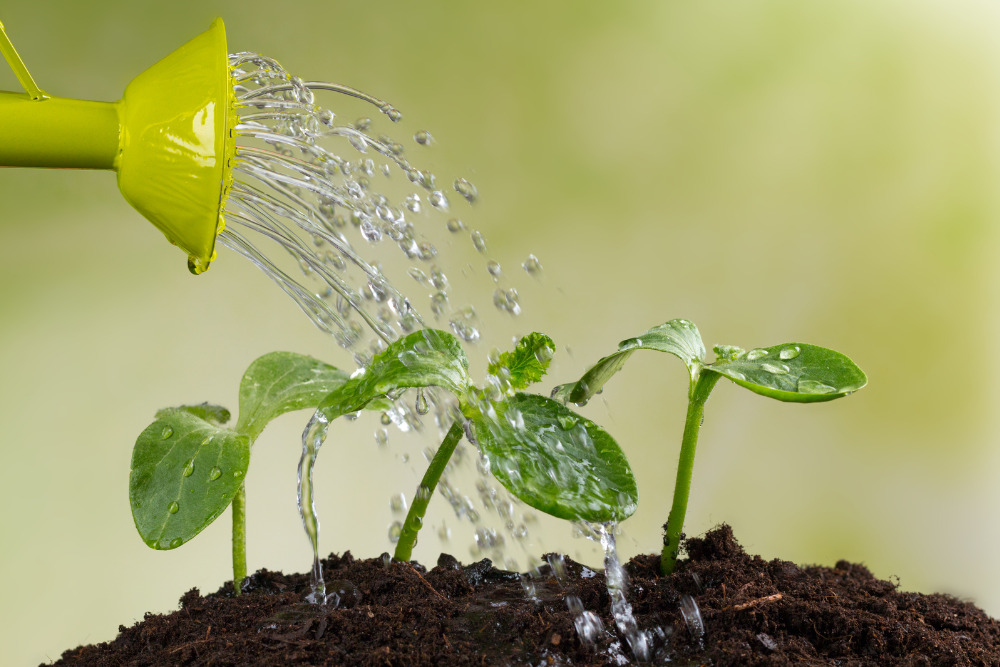 6 Ways to Water Your Garden Better