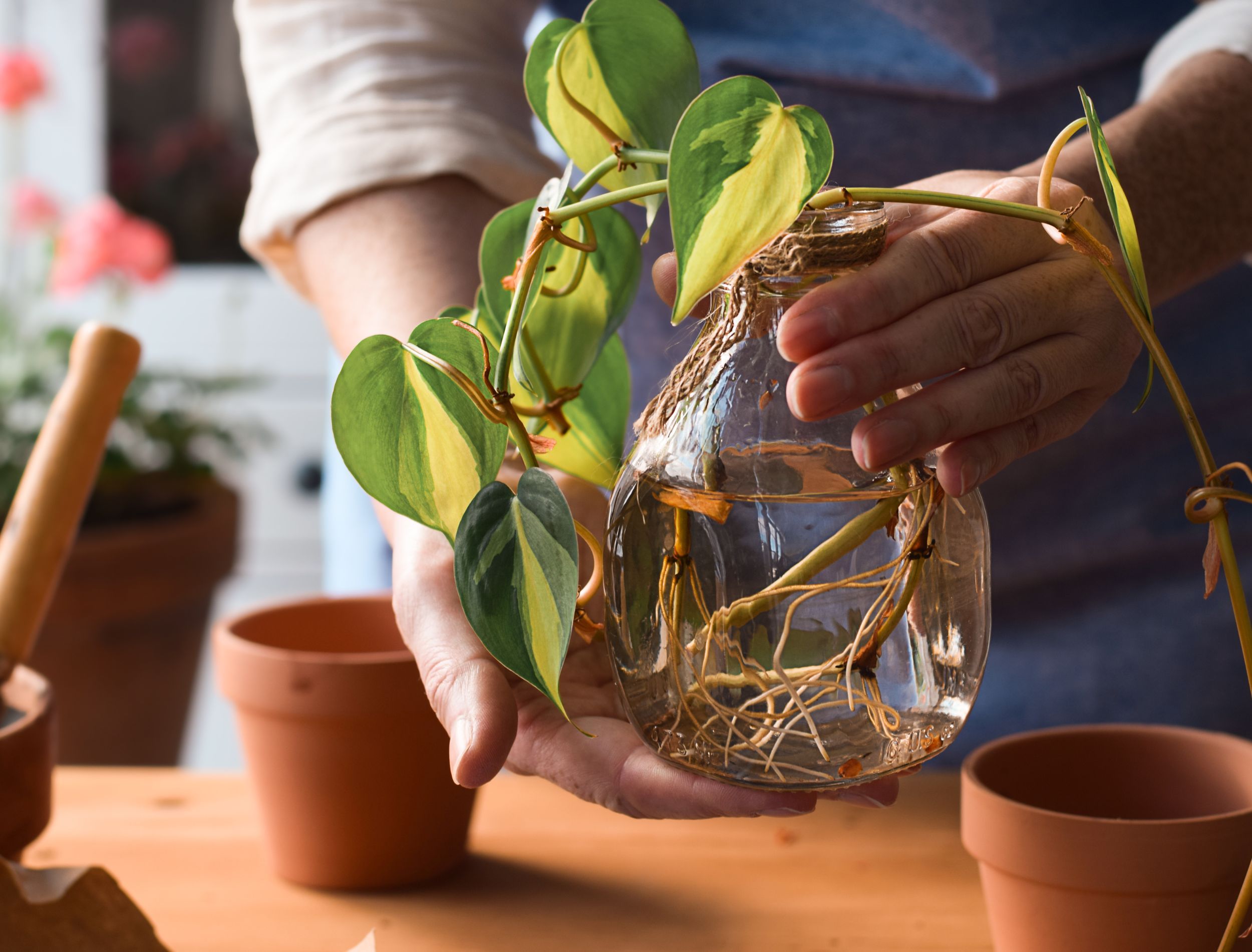 Mastering the Art of Plant Propagation: A Step-by-Step Guide to Taking ...