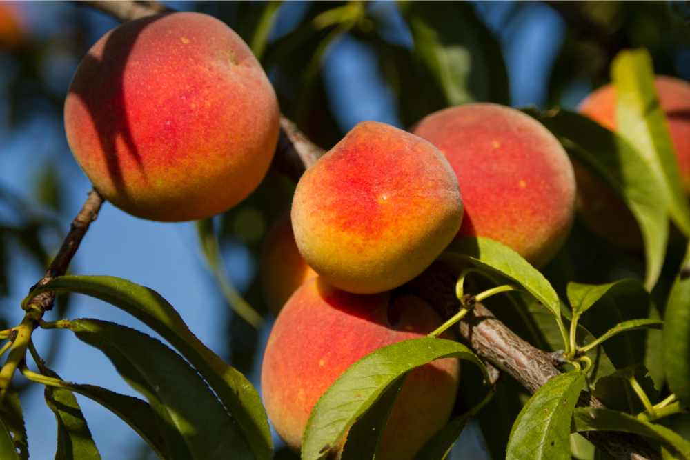 6 Tips on Growing a Peach Tree in Your Backyard