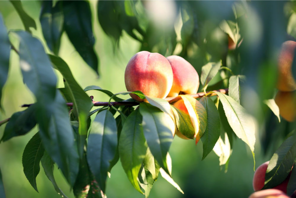 6 Tips on Growing a Peach Tree in Your Backyard