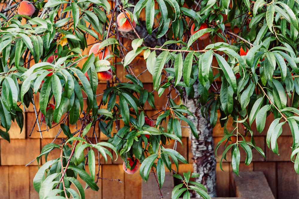 6 Tips on Growing a Peach Tree in Your Backyard