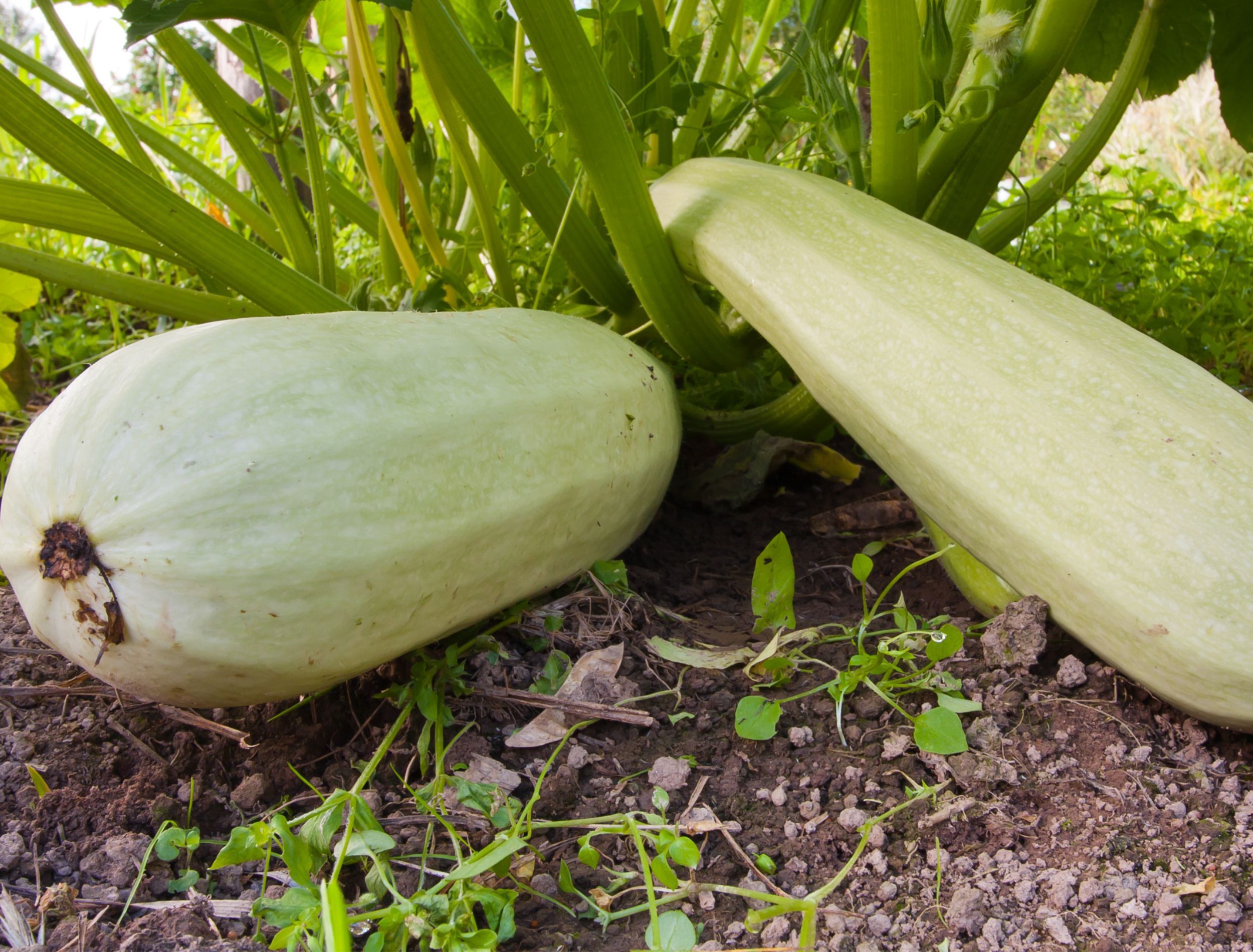 How to Fertilize Your Squash Plants