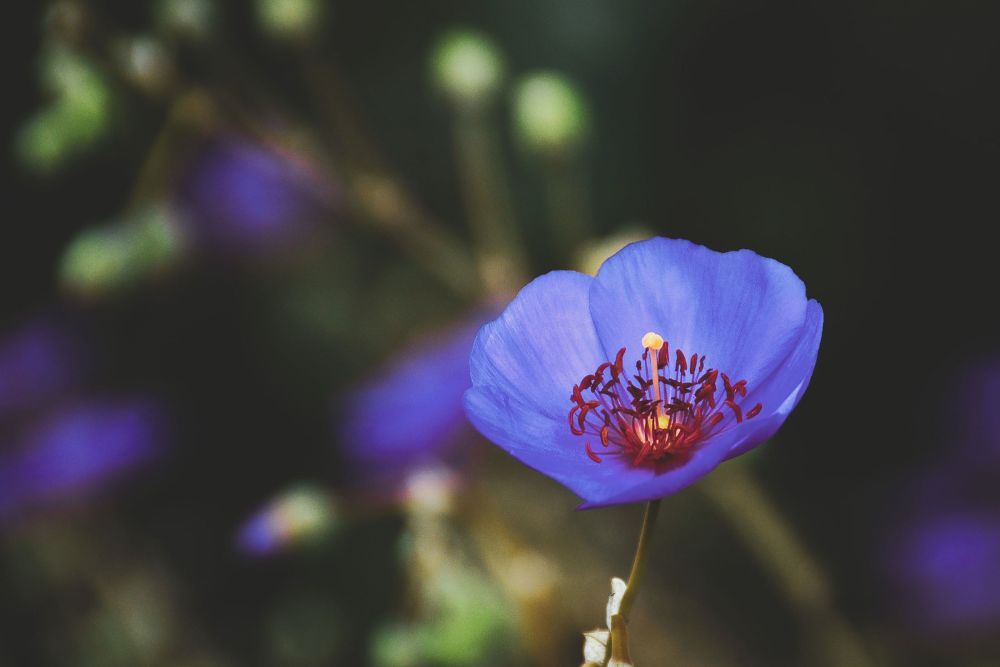 6 Types of Poppies to Grow in Your Garden