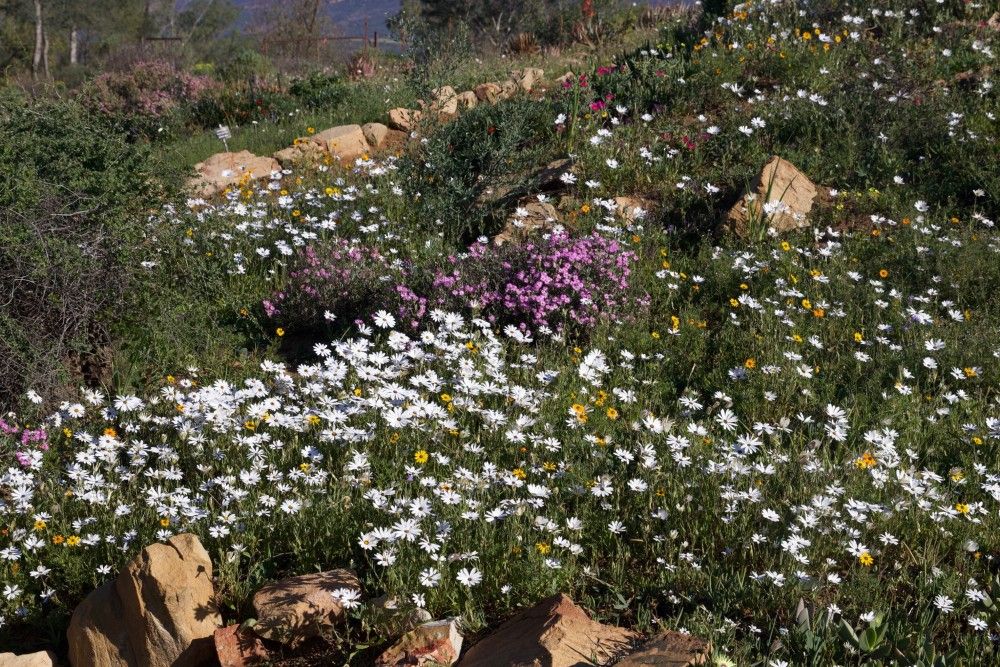 7 Ways to Make a Pollinator-Friendly Yard