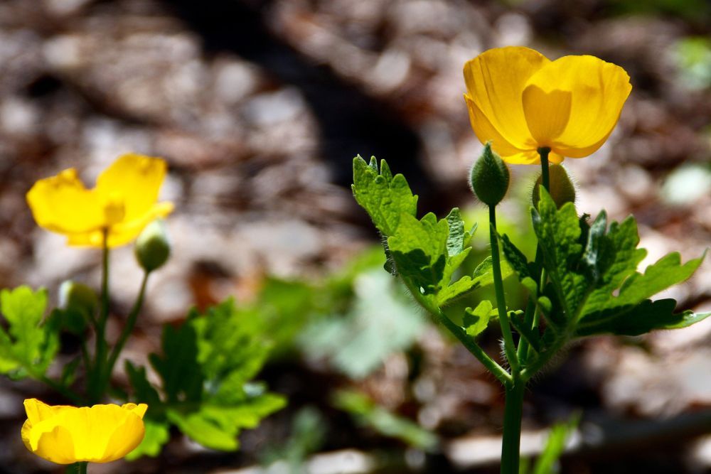 6 Types of Poppies to Grow in Your Garden