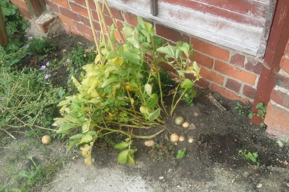 The Complete Process of Growing Potatoes in Your Home Garden