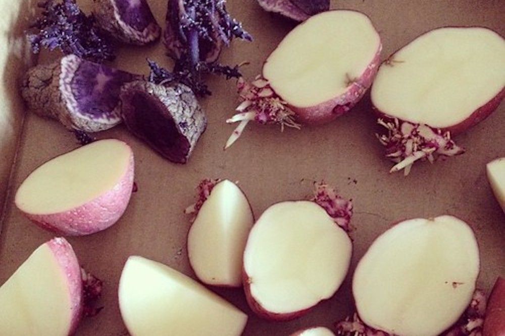 The Complete Process of Growing Potatoes in Your Home Garden