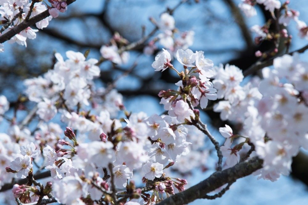 Grow These 6 Delicious Edible Flowers in Your Garden | A Guide for ...