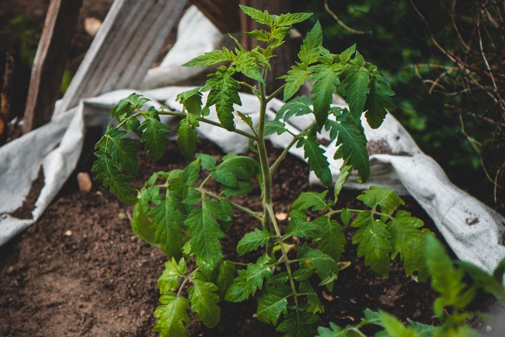 Should You Top Your Tomato Plants?