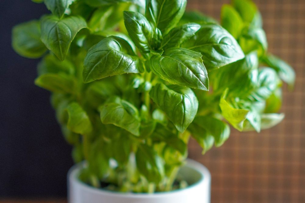 How to Properly Prune Basil For a Larger Yield