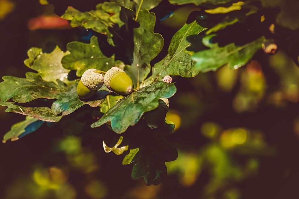 4 Types of Oak Trees for Your Landscape