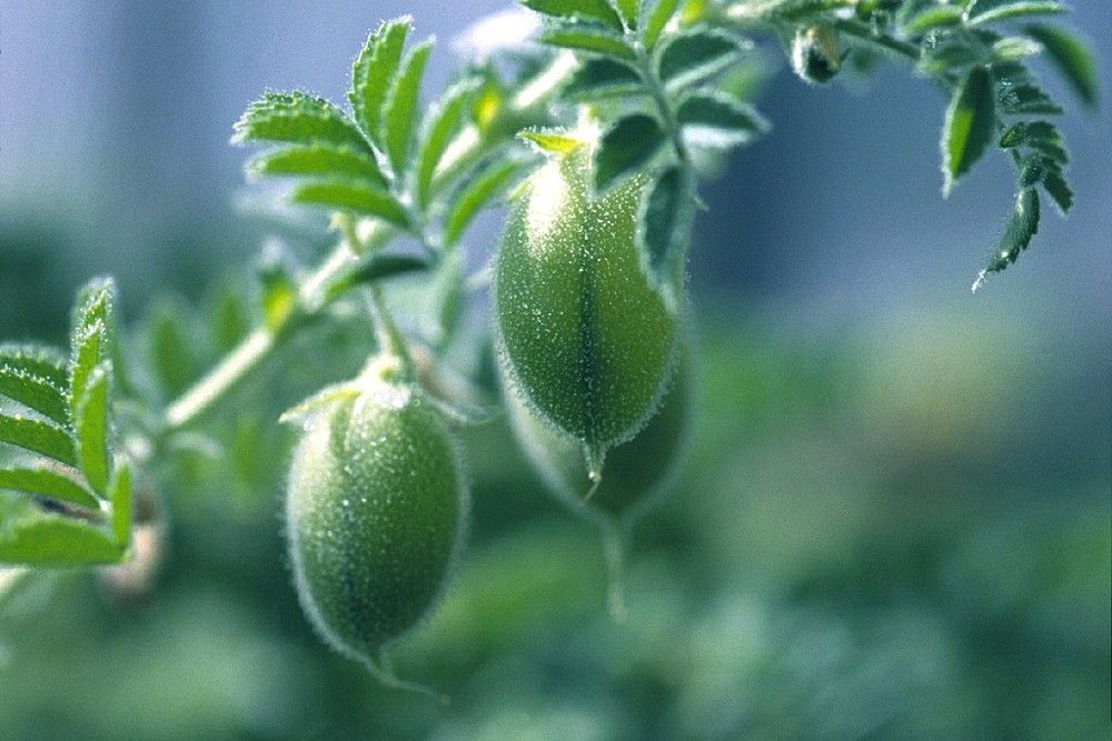 7 Drought-Tolerant Vegetables to Grow in Your Garden
