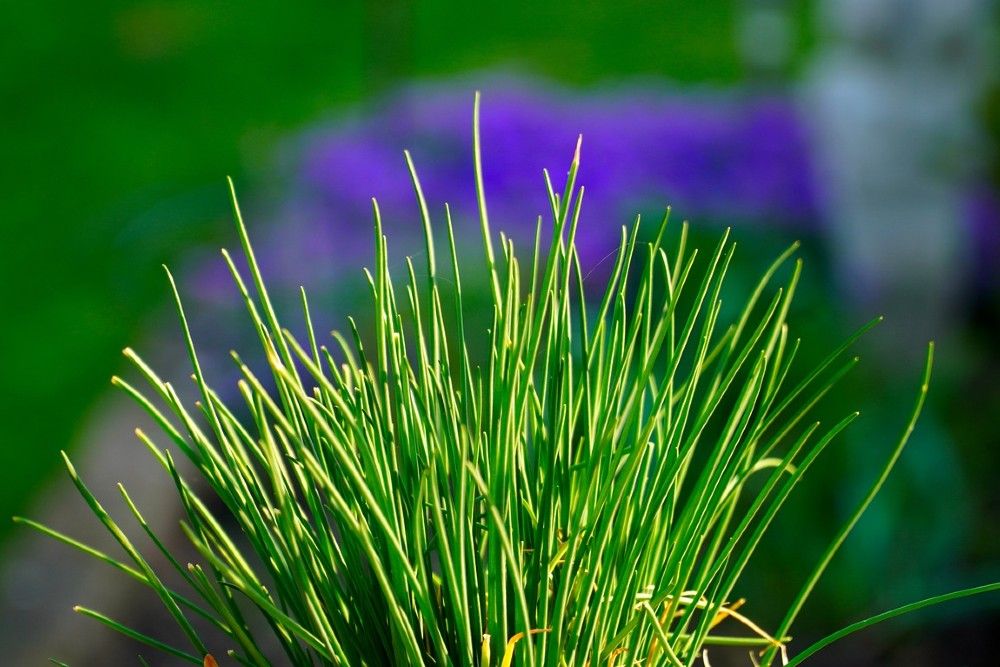 6 Drought-Tolerant Herbs