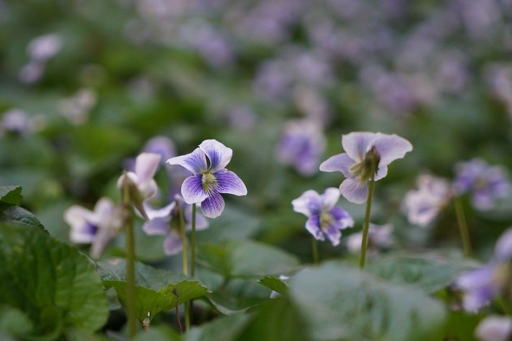 5 Easy-to-Grow Annuals For Shade