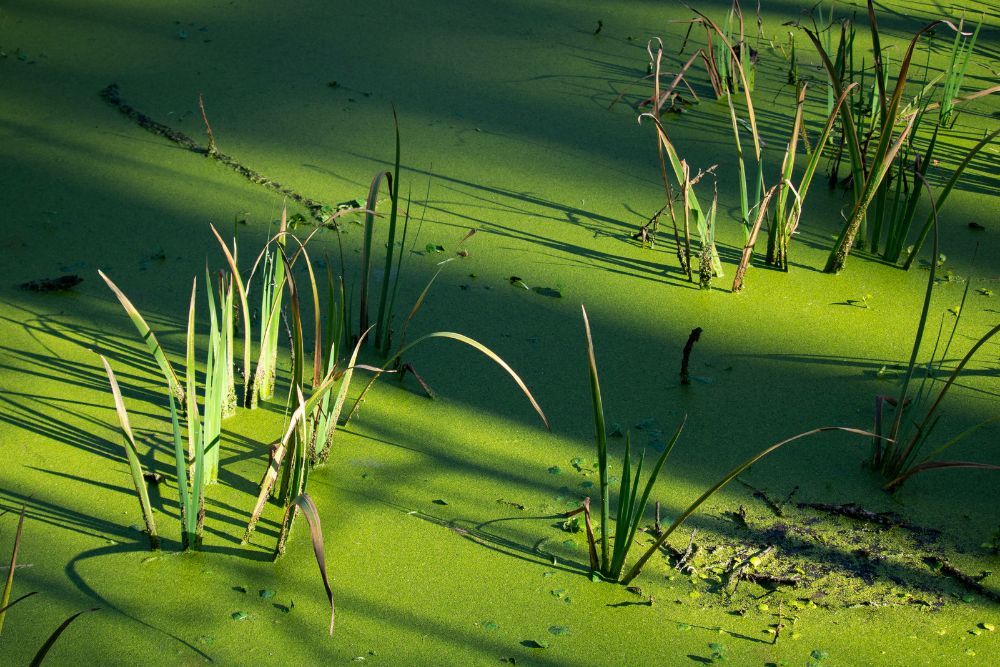 Why You Should Add a Pond to Your Garden